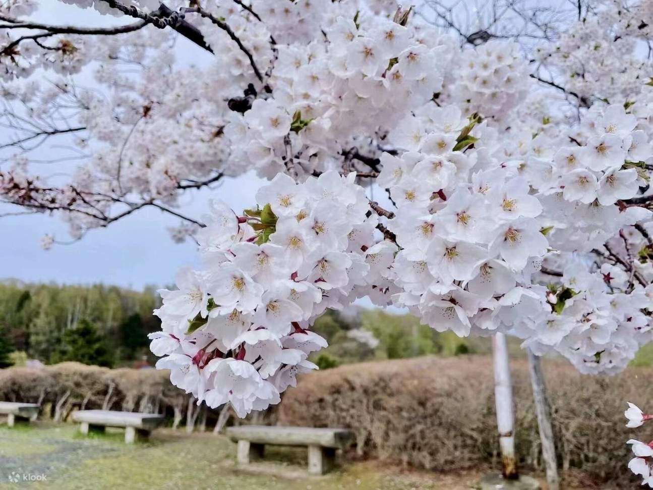 [Cherry Blossom Limited] Romantic Cherry Blossom Tour in Otaru ...